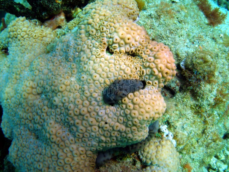 Coral Reef Face stock image. Image of water, underwater - 13119135