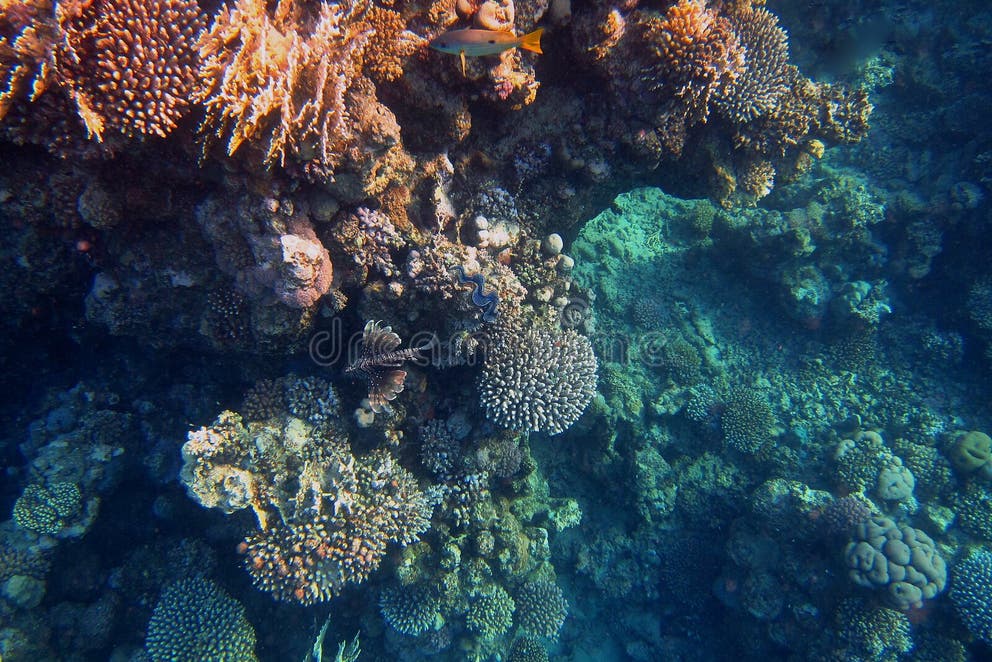 Coral reef with fire fish stock photo. Image of freediving - 36200040