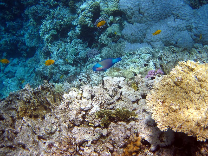 Coral reef and fish stock image. Image of nature, yellow - 14000157