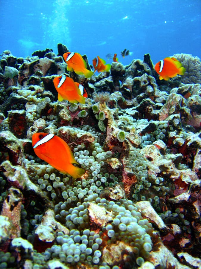 Colorful coral reef fish stock photo. Image of caribbean - 2676366