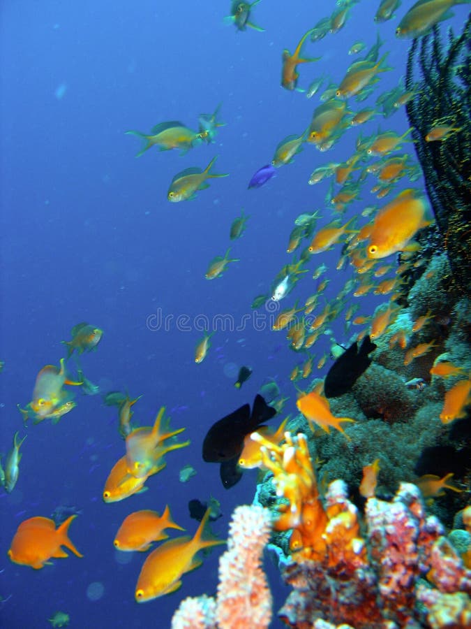 Coral reef fish stock image. Image of coral, deep, nemo - 2676183