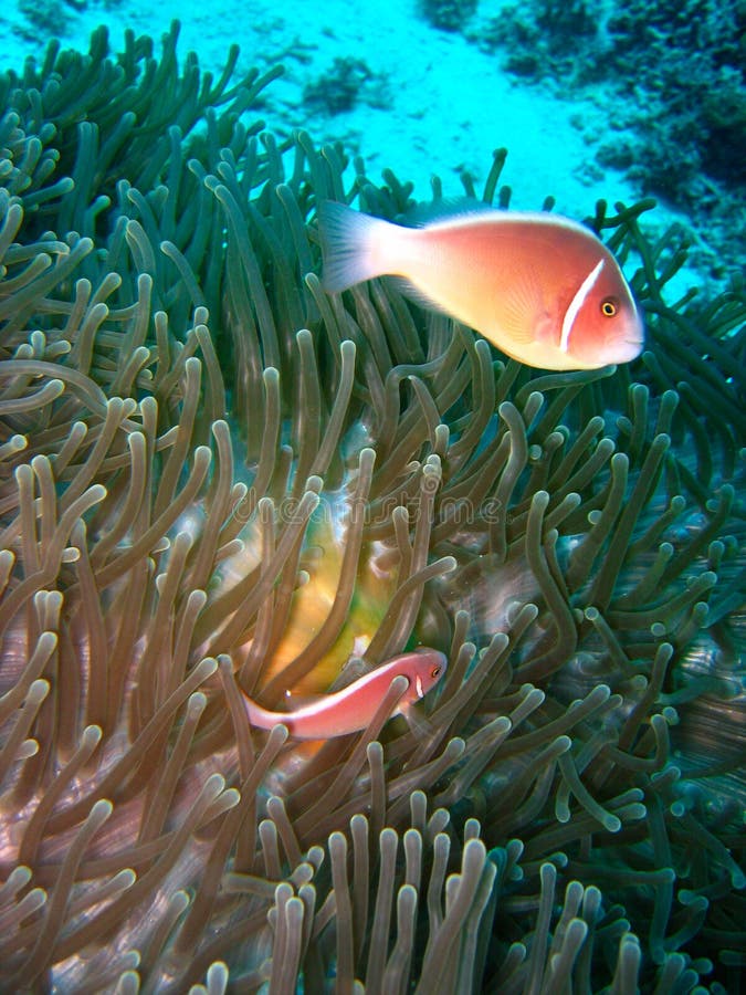 Colorful coral reef fish stock photo. Image of caribbean - 2676366