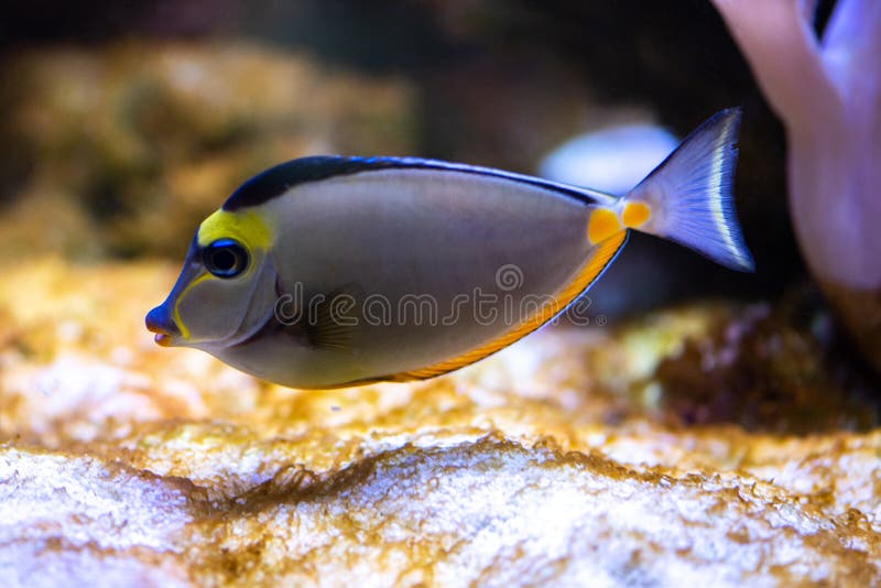 Coral reef fish stock image. Image of wildlife, coral - 117482245