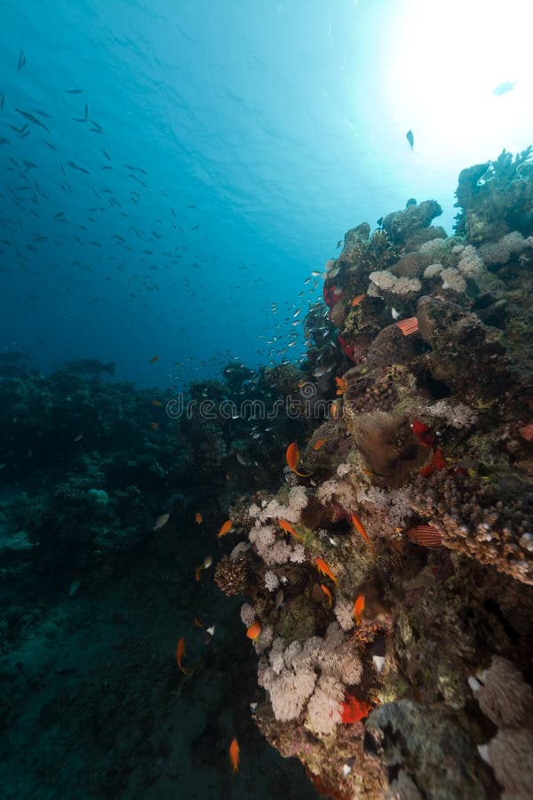Coral Reef and Fish in the Red Sea. Stock Photo - Image of sunbeam ...