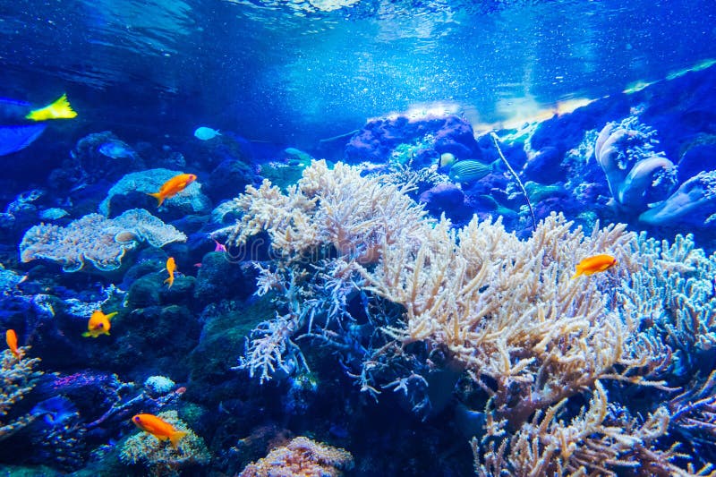 Coral Reef, Fish - Saltwater Aquarium Stock Image - Image of saltwater ...