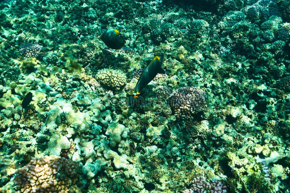 Coral reef and fish stock image. Image of fish, travel - 53553931