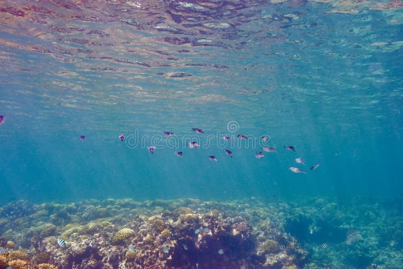 Coral reef and fish stock photo. Image of marine, exotic - 53554224