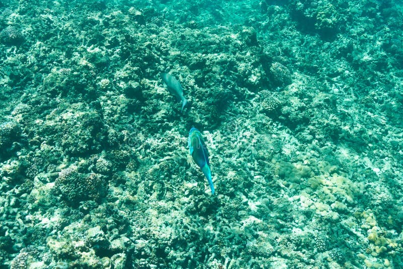 Coral reef and fish stock image. Image of nature, colorful - 53866397