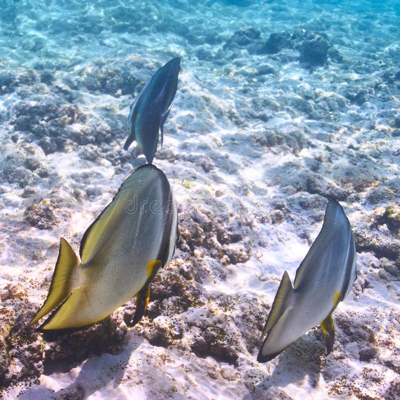 Coral reef and fish stock image. Image of landscape, vacation - 53866479