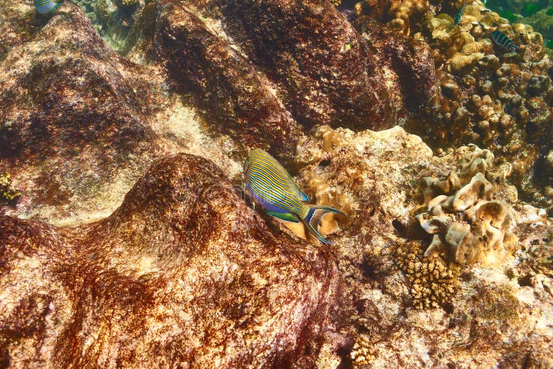 Coral reef and fish stock photo. Image of nature, deep - 53866608