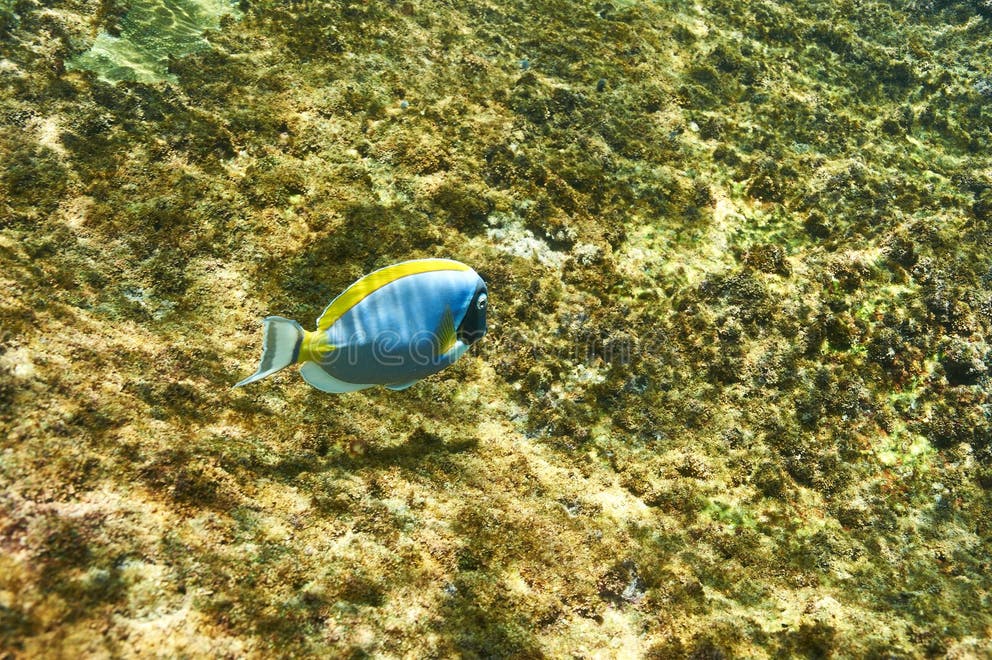 Coral reef and fish stock photo. Image of landscape, underwater - 54446508