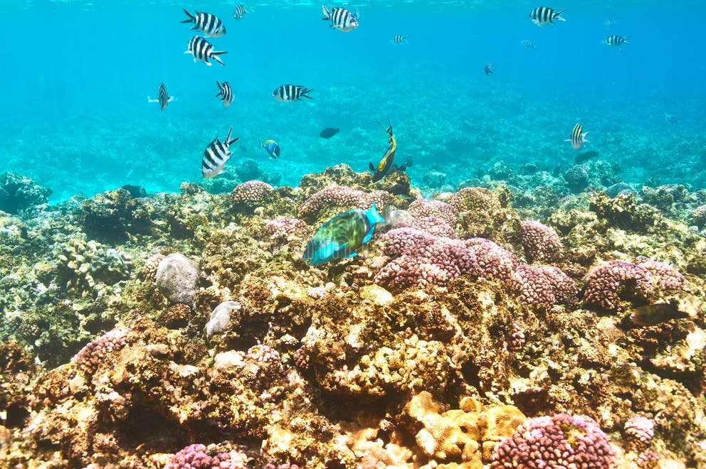 Coral reef and fish stock photo. Image of coral, deep - 54446718