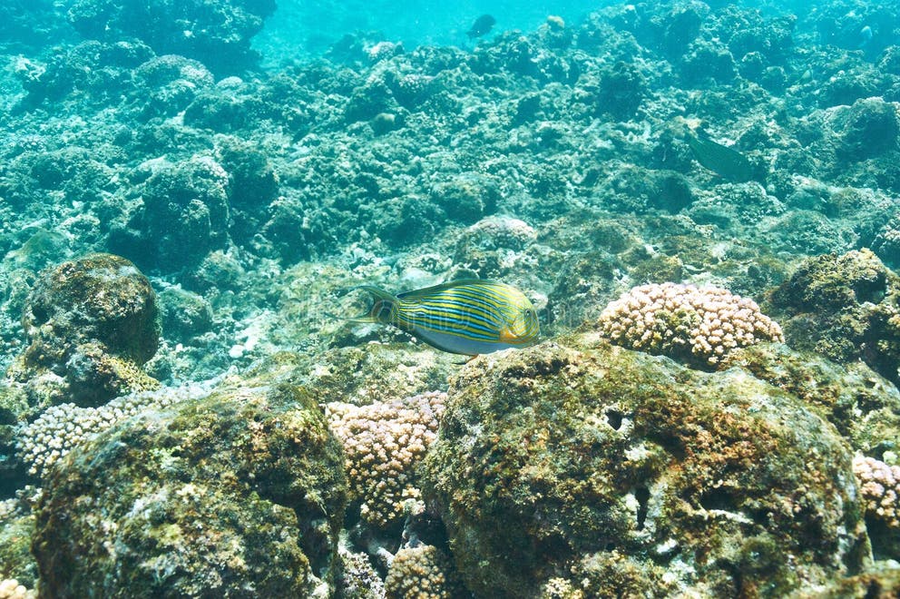 Coral reef and fish stock photo. Image of landscape, ocean - 54446764