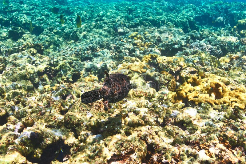 Coral reef and fish stock photo. Image of reef, vacation - 54446780