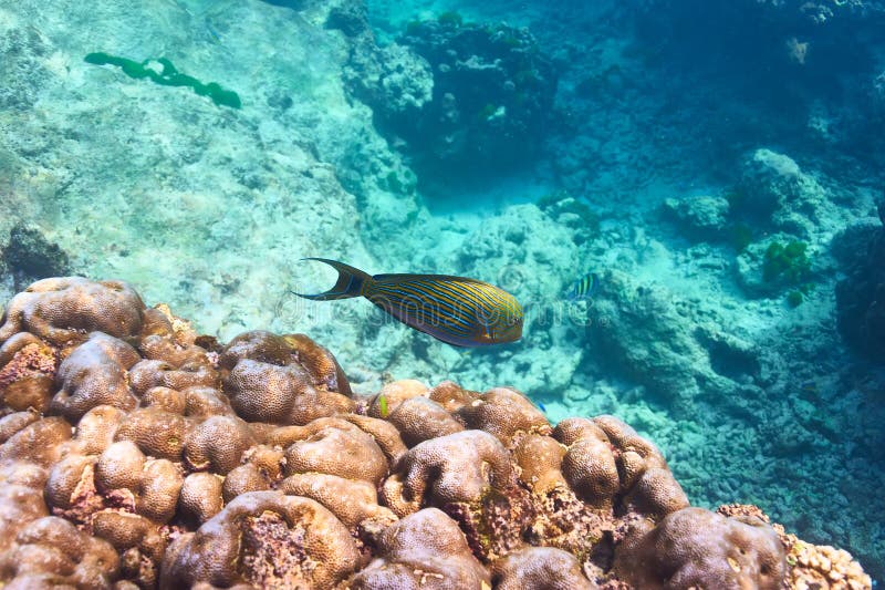 Coral reef and fish stock image. Image of vacation, wildlife - 54446787