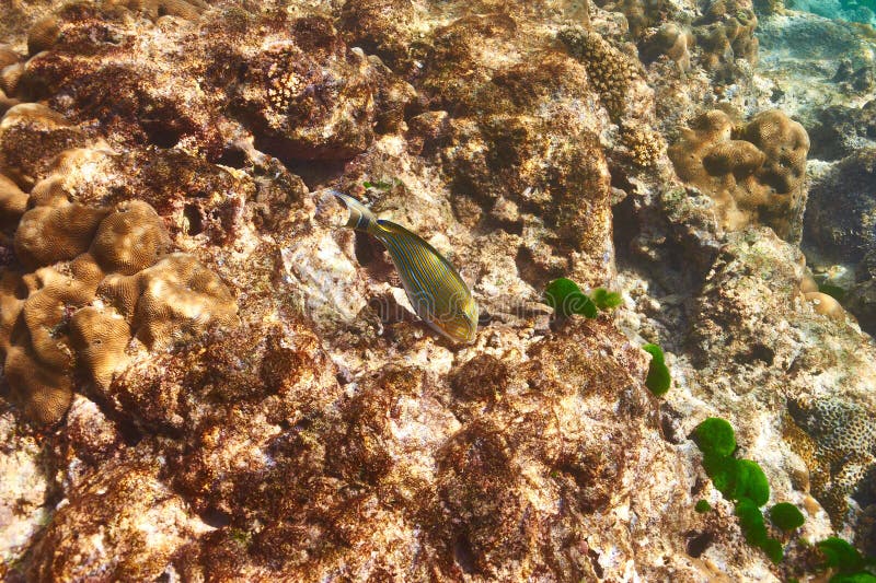 Coral reef and fish stock photo. Image of exotic, vacation - 54885184