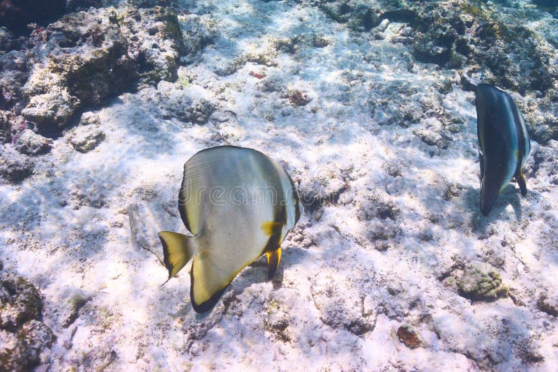 Coral reef and fish stock image. Image of ocean, underwater - 54993171
