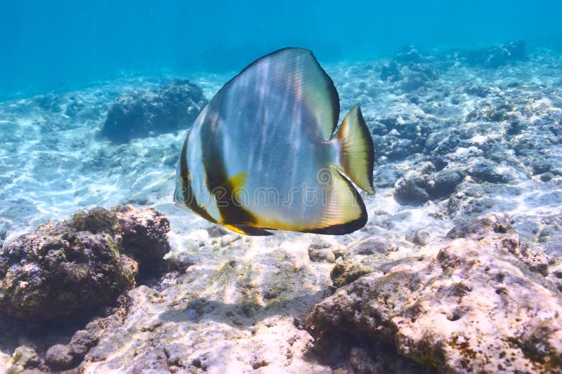 Coral reef and fish stock photo. Image of animal, water - 55351492