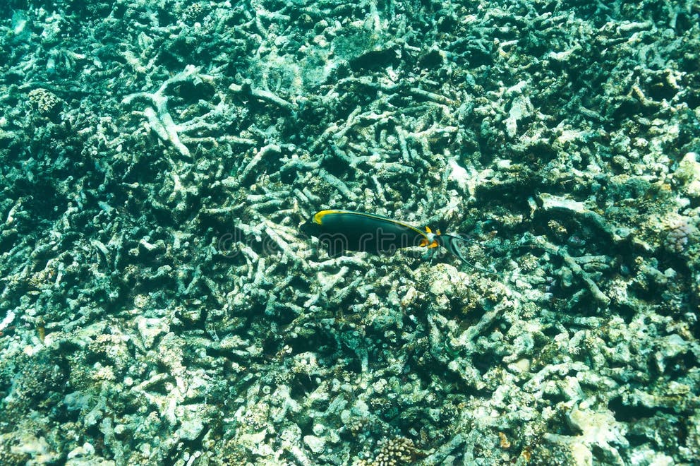 Coral reef and fish stock photo. Image of wildlife, snorkeling - 55615922