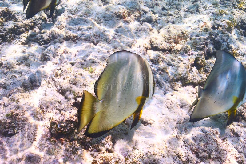 Coral reef and fish stock image. Image of dive, reef - 55615995