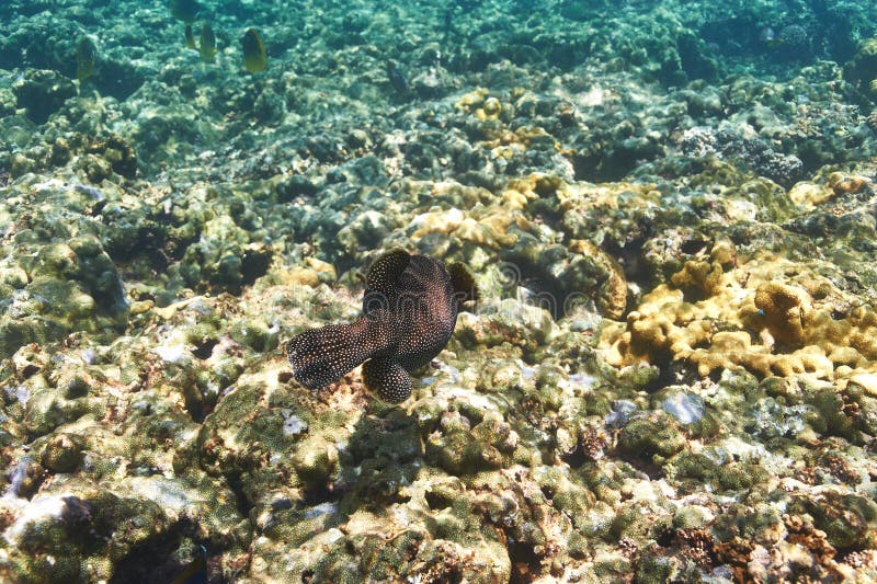 stock image. Image of marine, fish, coral, life, exotic - 55616097