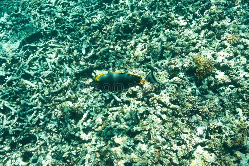 Coral reef and fish stock photo. Image of coral, underwater - 55865446