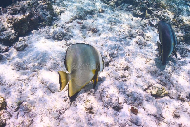 Coral reef and fish stock image. Image of fish, tropical - 55866133