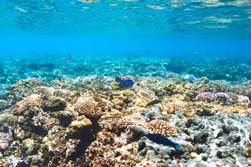 Coral reef and fish stock photo. Image of underwater - 56494696