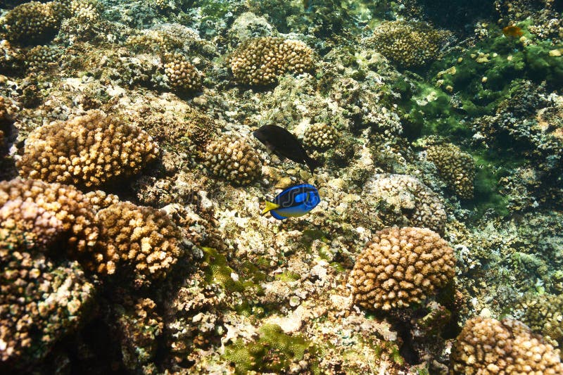 Coral reef and fish stock photo. Image of dive, ocean - 57624012