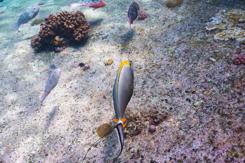 Coral reef and fish stock photo. Image of water, dive - 58210518