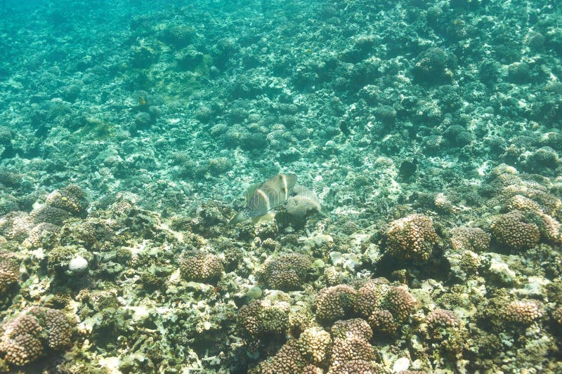 Coral reef and fish stock photo. Image of diving, wildlife - 58798490