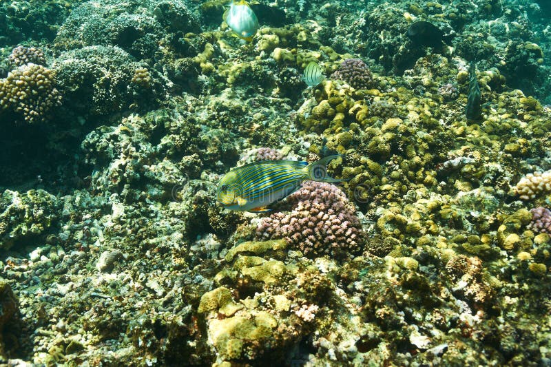 Coral reef and fish stock photo. Image of travel, wildlife - 60901794