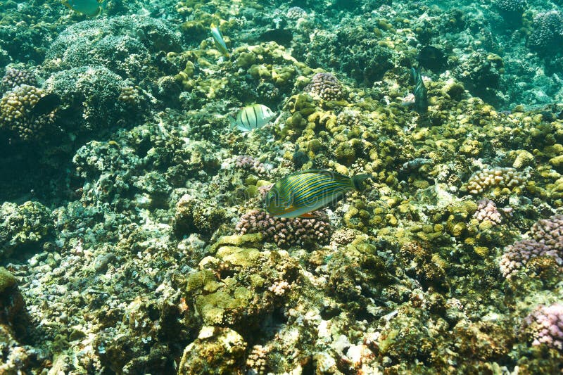 Coral reef and fish stock photo. Image of dive, natural - 61227908