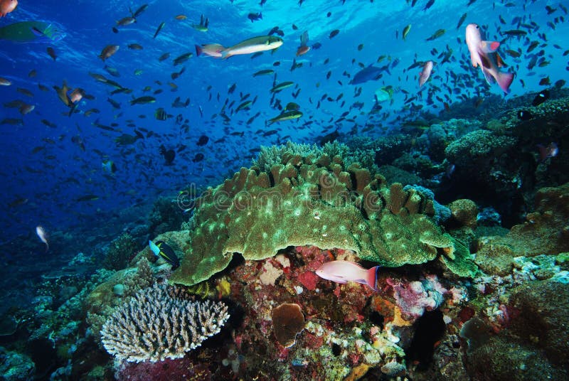 Coral Reef and Fish Underwater Stock Image - Image of island, bali ...