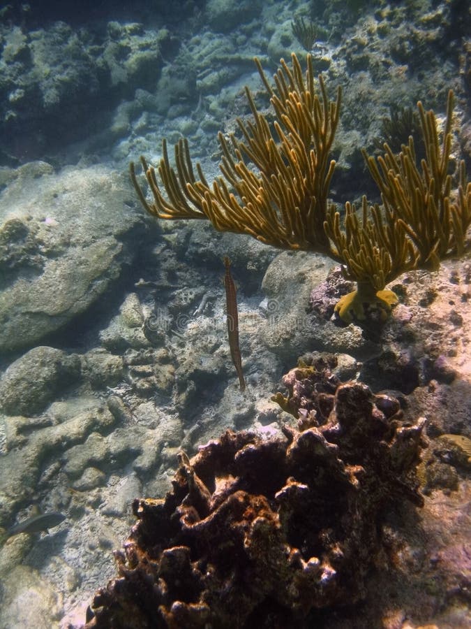 Coral Reef Formation stock photo. Image of reef, diving - 3215188