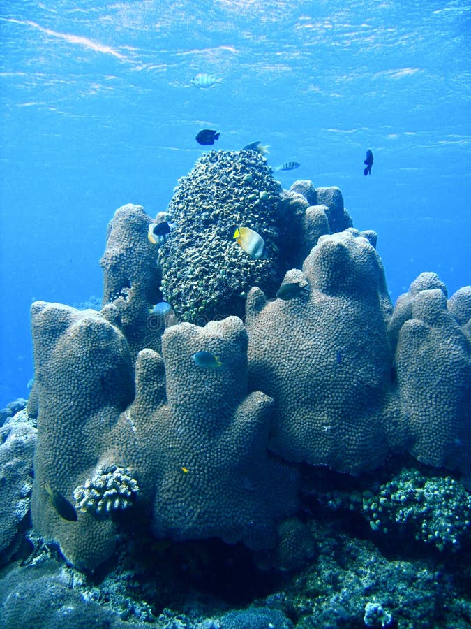 Coral Reef Formation And Fish Stock Photo - Image of innerspace, blue ...