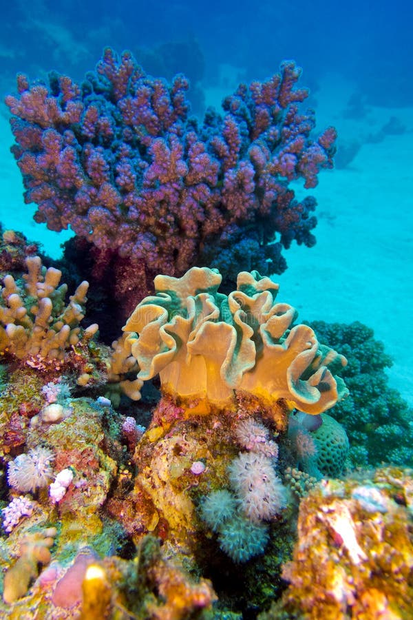 Coral Reef with Great Yellow Sea Sponge at the Bottom of Tropical Sea ...