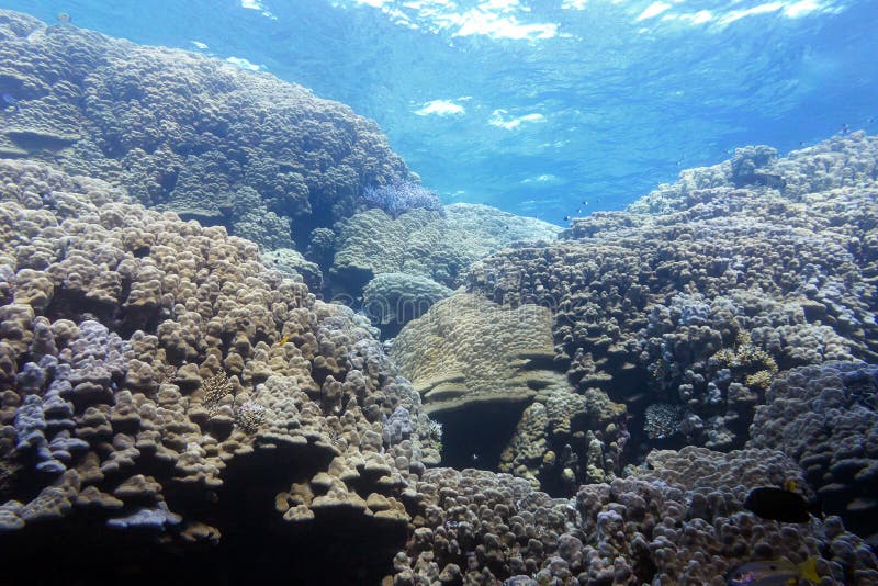 Coral Reef with Hard Coral Under Water Surface of Tropical Sea Stock ...