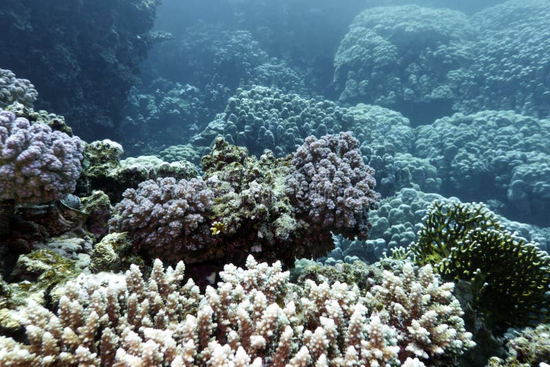 Coral Reef with Hard Corals at the Bottom of Tropical Sea Stock Image ...