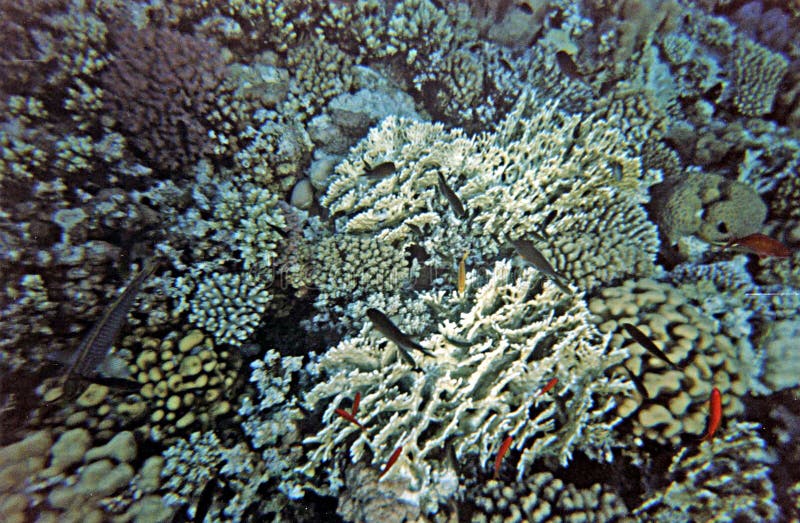 Dahab reef stock photo. Image of dahan, egypt, tropical - 106439068