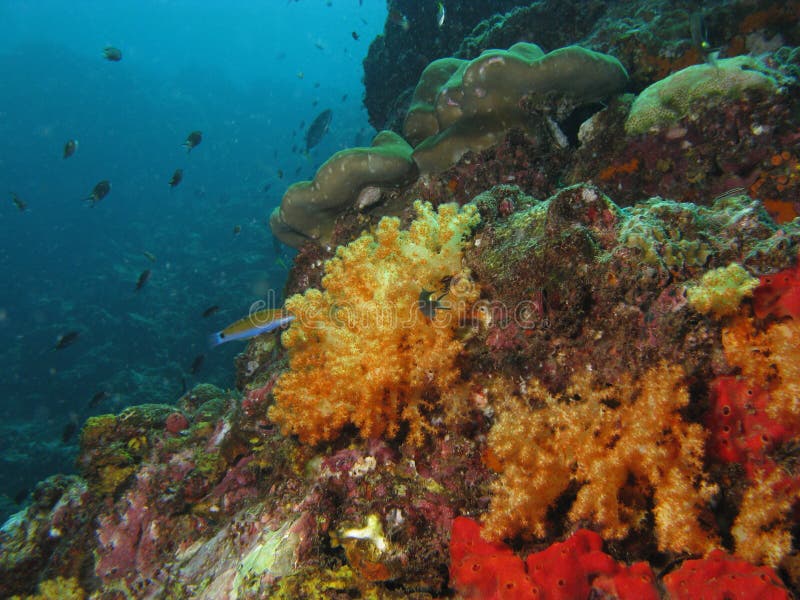 Coral Reef Ko Ha, Thailand. Stock Image - Image of travel, thailand ...