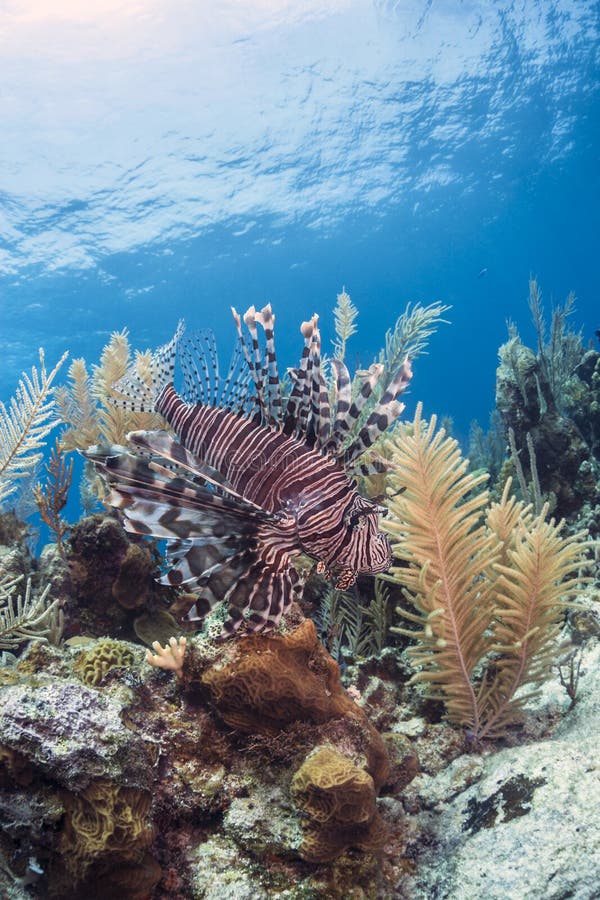 Coral reef lionfish stock photo. Image of nature, hunduras - 28497532