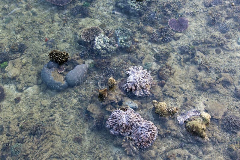 Coral reef in low tide stock photo. Image of yaeyama - 58231922
