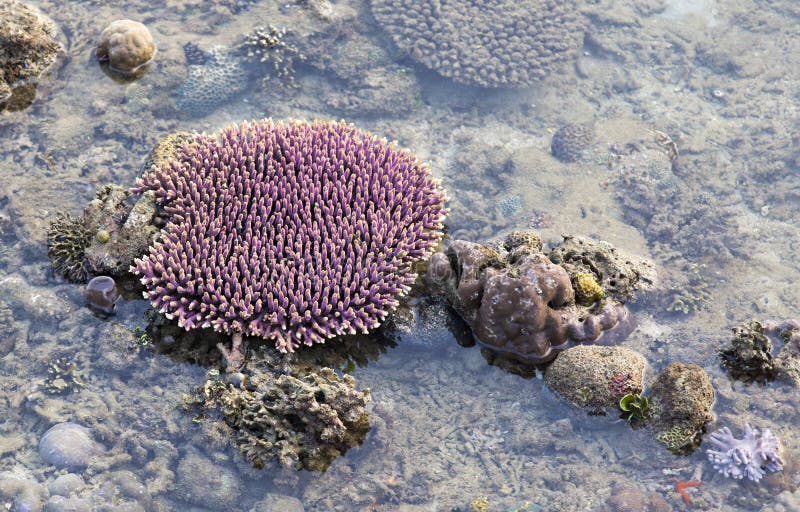 Coral reef in low tide stock image. Image of coral, iriomote - 67864983