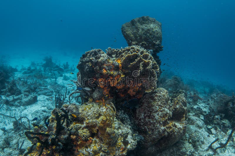 Coral Reef Macro ,texture, Abstract Marine Ecosystem Background on a ...