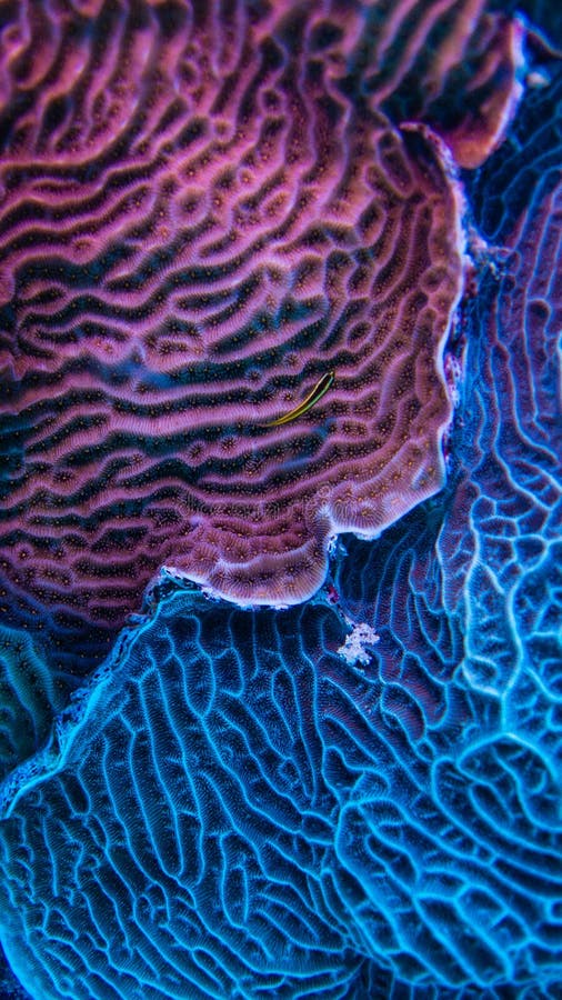 Coral Reef Macro ,texture, Abstract Marine Ecosystem Background on a ...