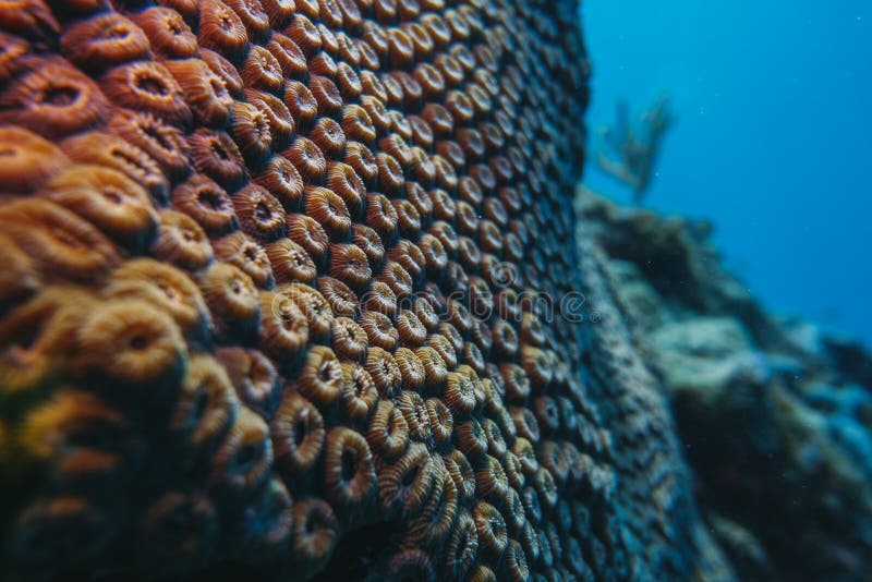 Coral Reef Macro ,texture, Abstract Marine Ecosystem Background on a ...