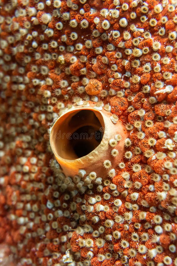 Coral Reef Macro ,texture, Abstract Marine Ecosystem Background on a ...