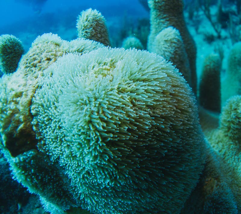 Coral Reef Macro ,texture, Abstract Marine Ecosystem Background on a ...
