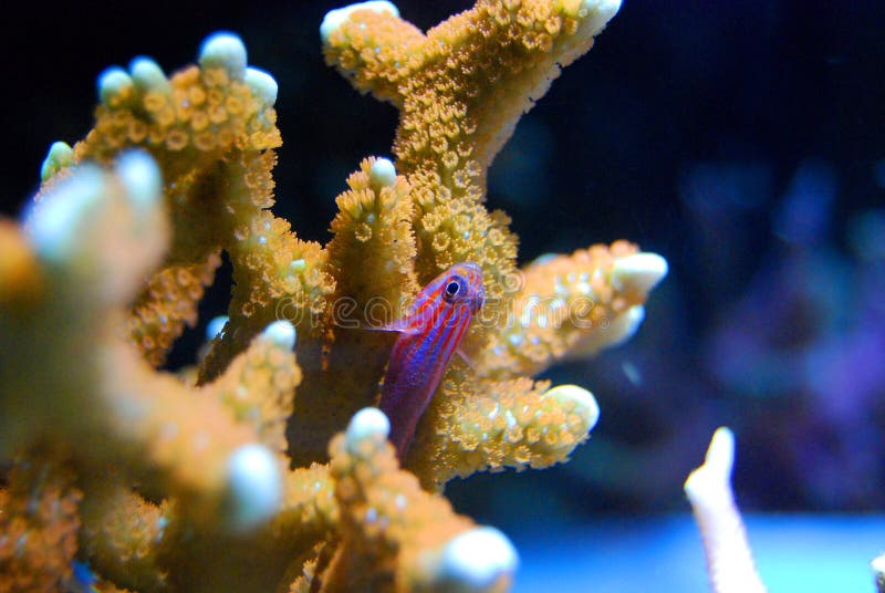 Marine Biology, Ecosystem, Coral Reef, Underwater Picture. Image: 120411818